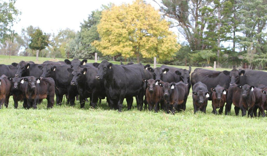 Angus - ABS Global Australia