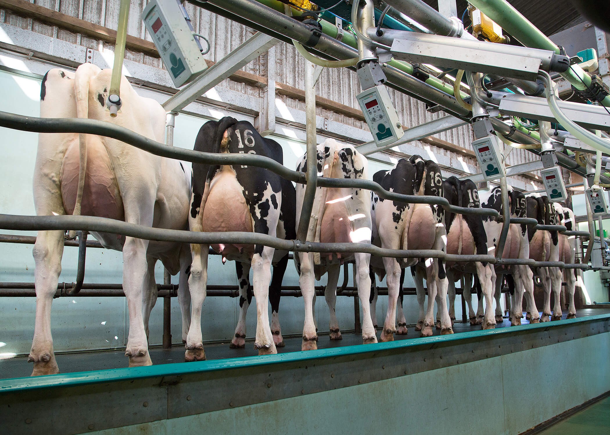 Invest Wisely in Genetics - ABS Global US