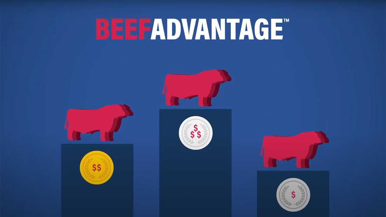 How Do Beef Genetics Proven on Dairies Impact the Bottom Line - ABS ...