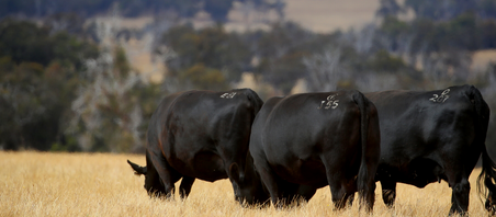 Angus Genomic Scores - ABS Global US