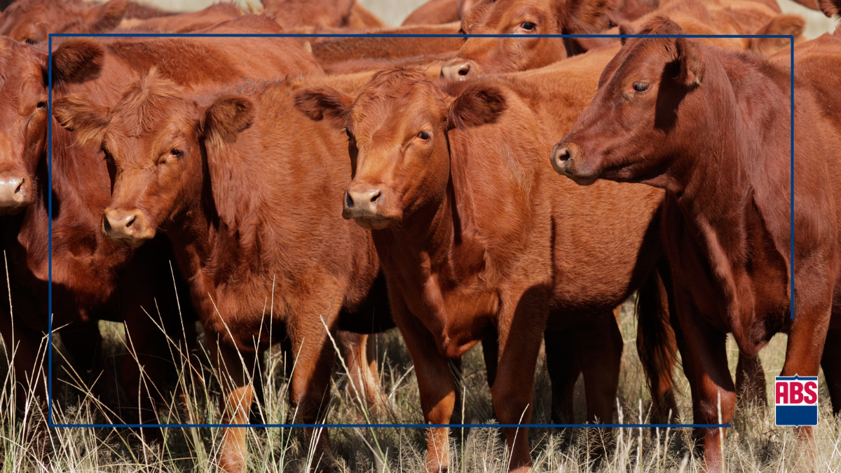 A Beef Improvement Federation Symposium Recap - ABS Global US